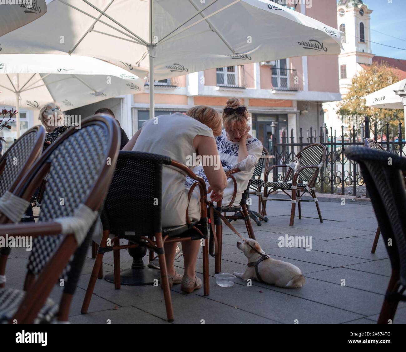 Loyal companion hi-res stock photography and images - Alamy