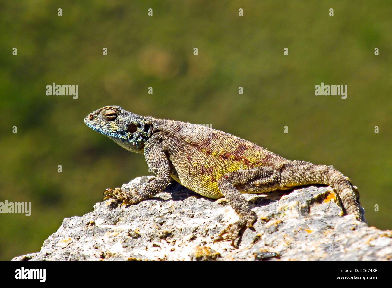A male Southern Rock Agama, Agama Atra, basking in the sun Stock Photo ...