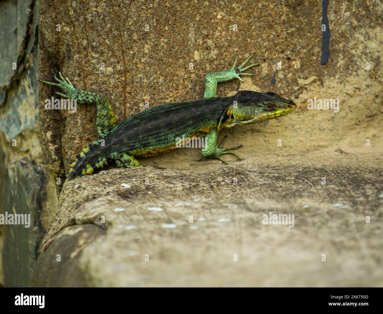 A colourful Drakensberg crag lizard on the steps of remote mountain hut ...