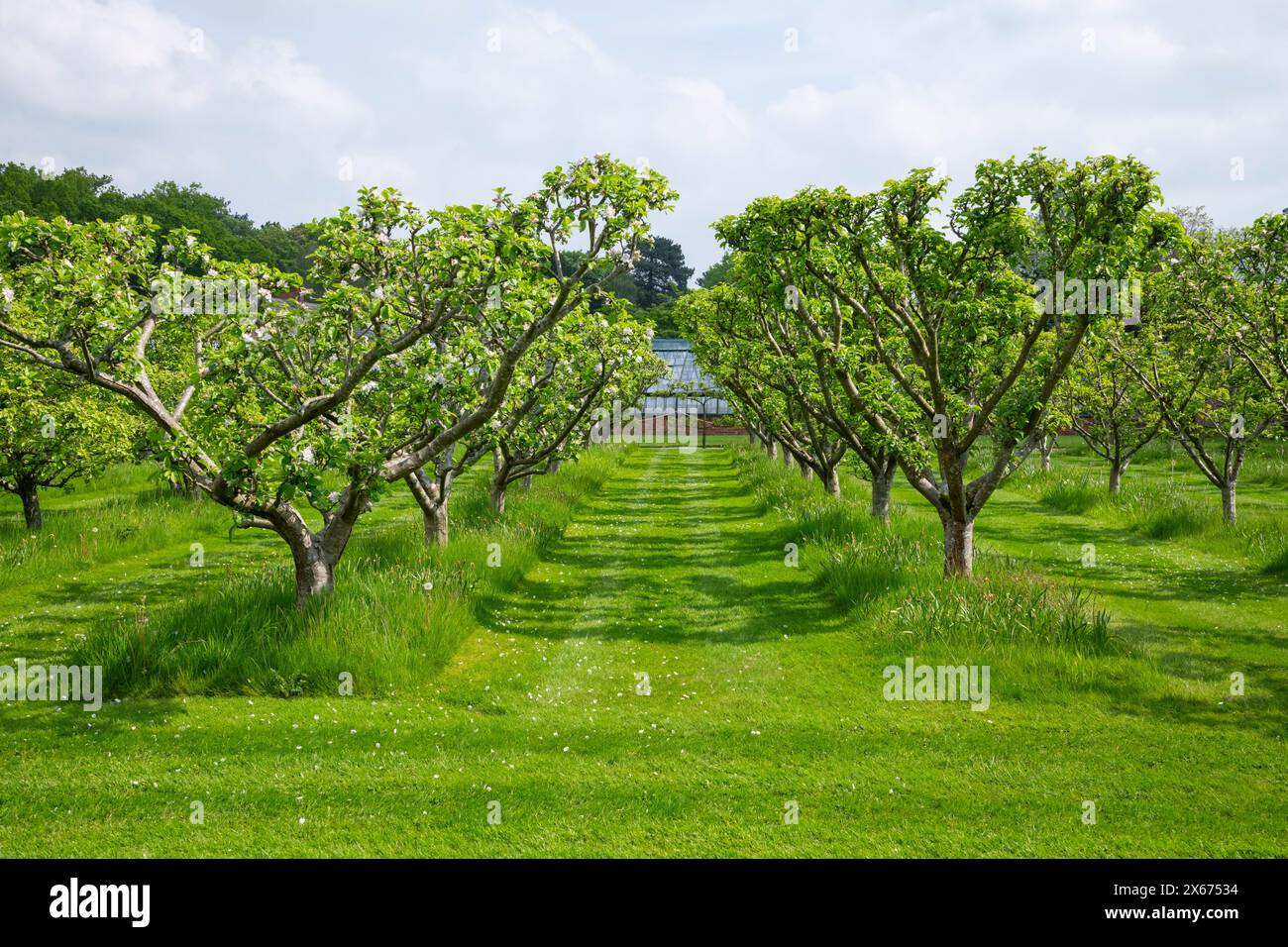 An English orchard in late spring with well pruned fruit trees in rows ...