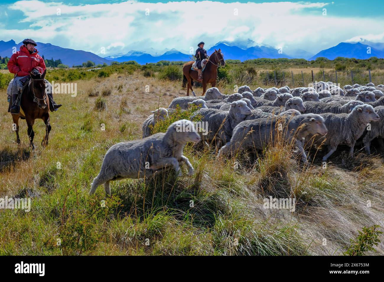 El Calafate, Patagonien, Argentinien - Gaucha und Gaucho auf Pferden treiben eine Schafherde ...