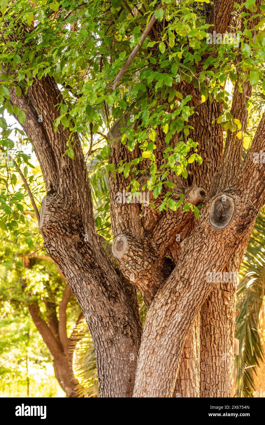 Natural close up plant portrait of Sandpaper tree, Ehretia anacua, in ...