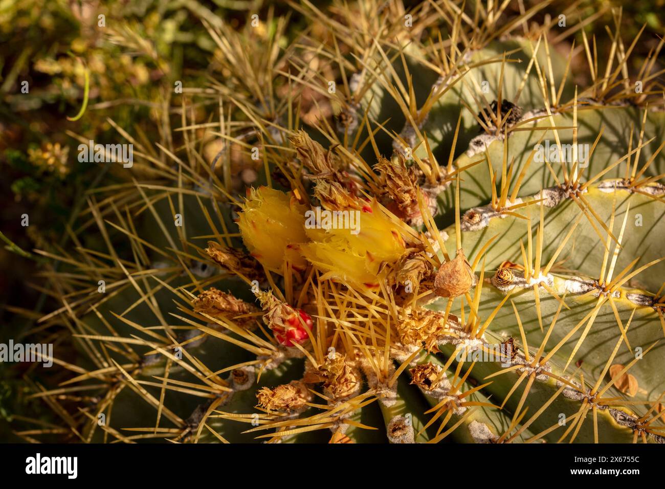 Natural close up flowering plant portrait of Ferocactus Glaucescens ...