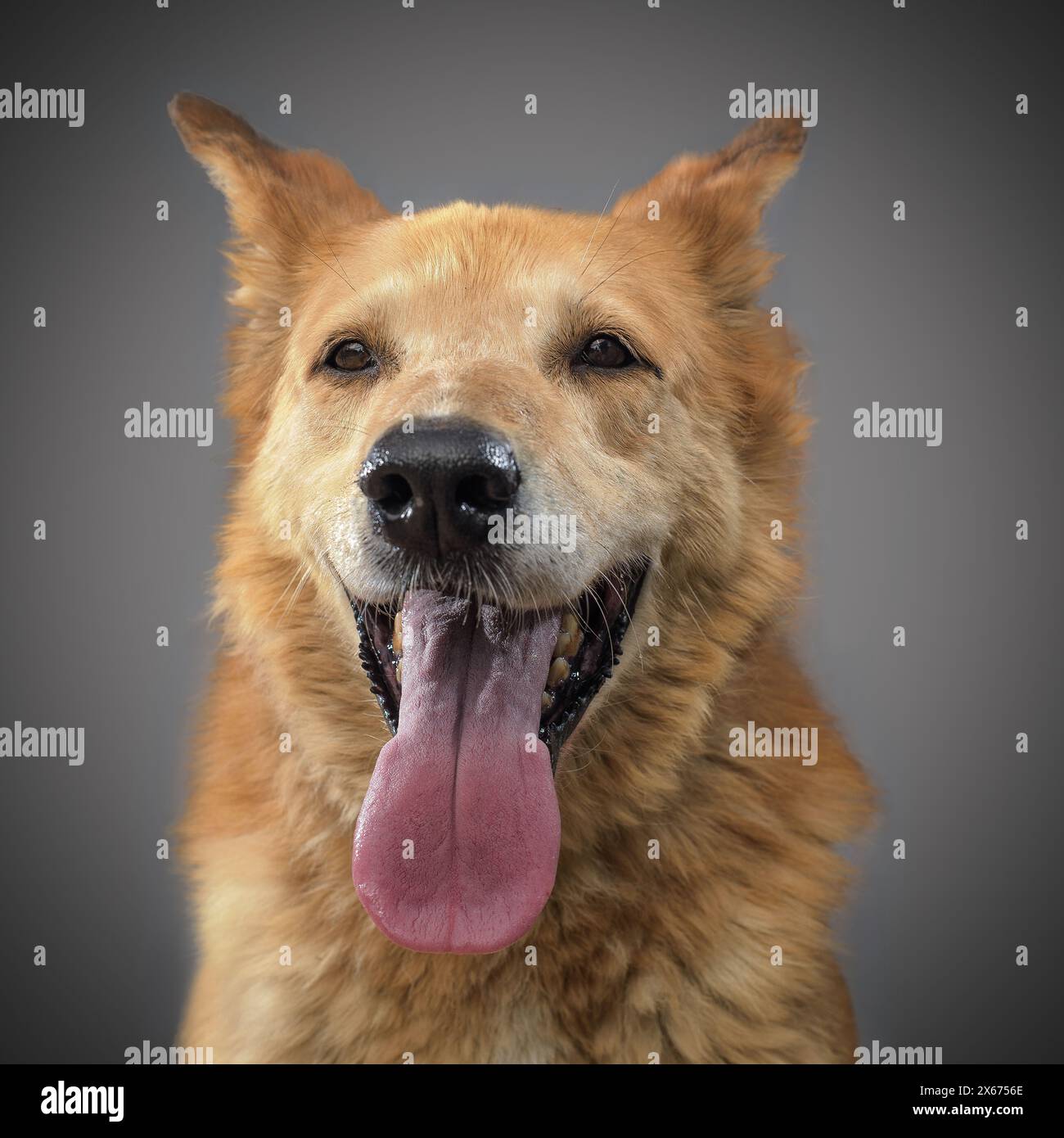 ginger funny dog - a symbol of 2018, stuck out his tongue and smiles ...