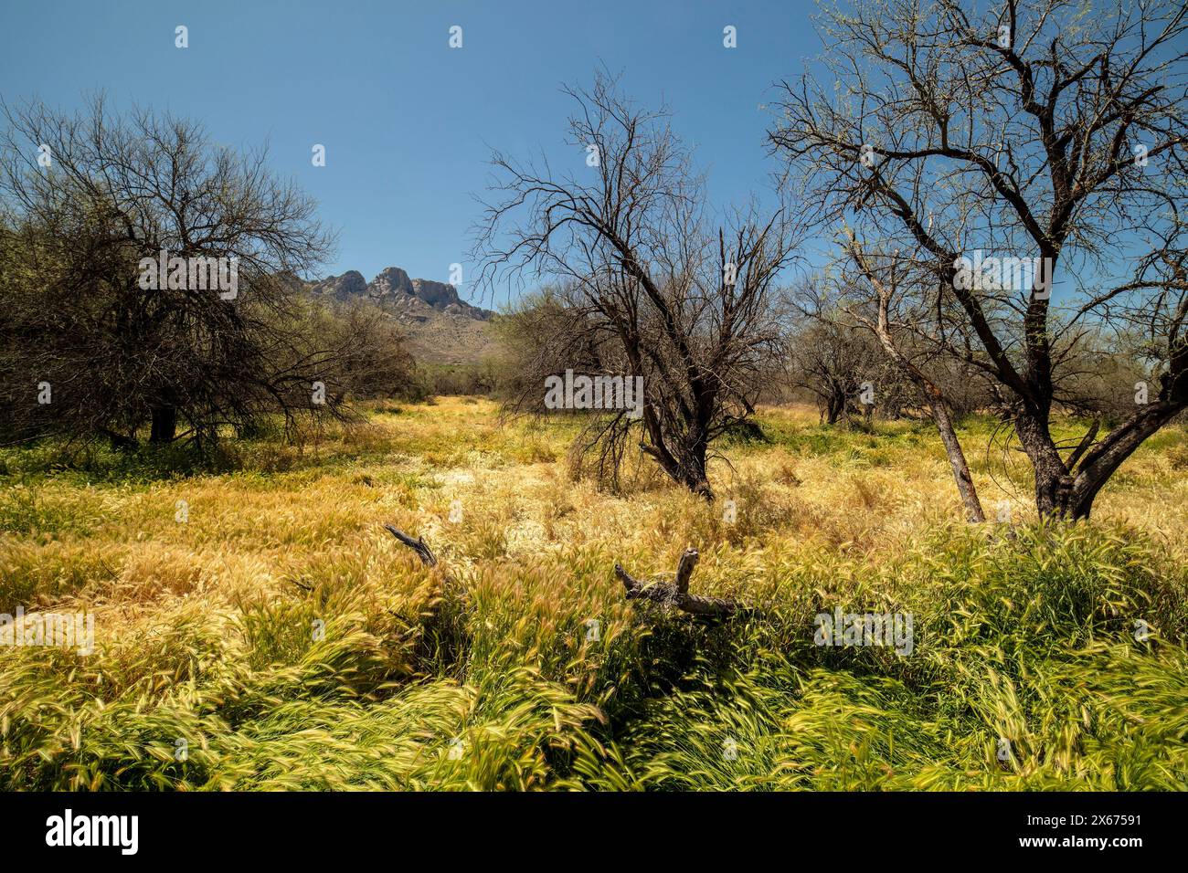 The wide open space of the glorious Catalina State Park, Oro Valley ...