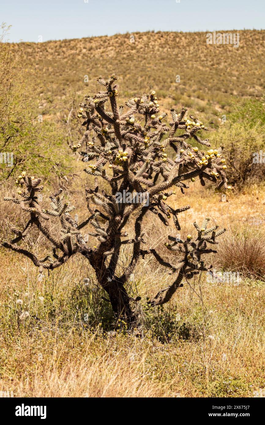 Natural close up flowering plant portrait of Smooth chain-fruit Cholla ...