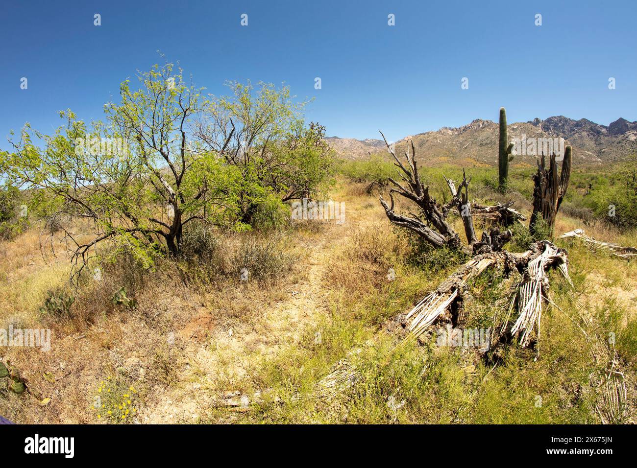 The wide open space of the glorious Catalina State Park, Oro Valley ...