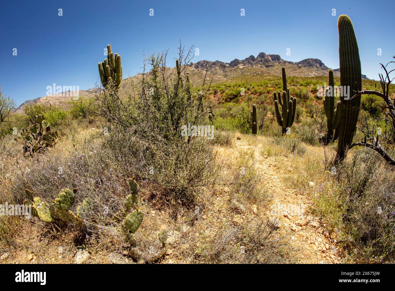 The wide open space of the glorious Catalina State Park, Oro Valley ...