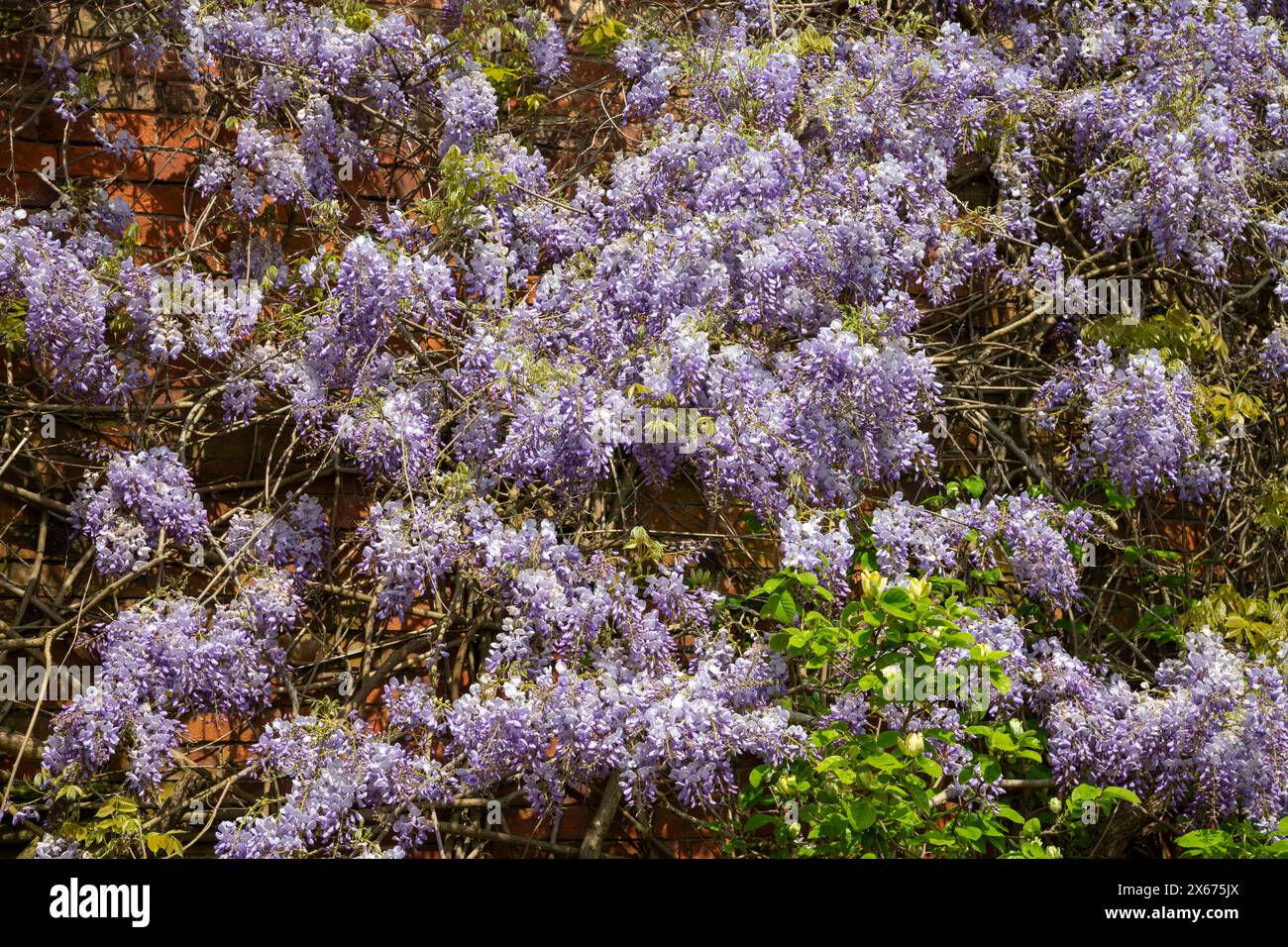 Mature Wisteria growing against an old brick wall and flowering in ...