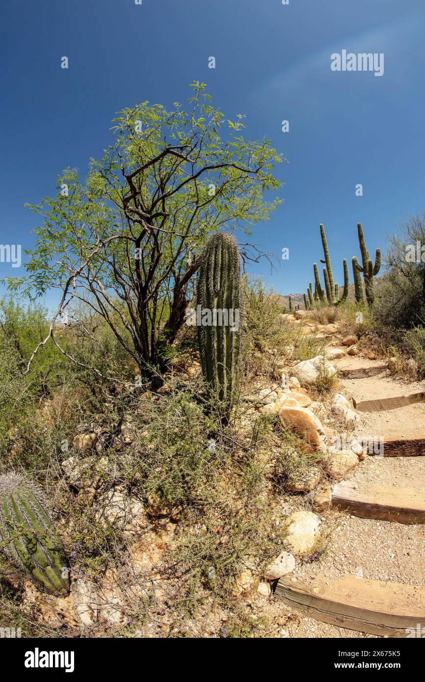 The wide open space of the glorious Catalina State Park, Oro Valley ...