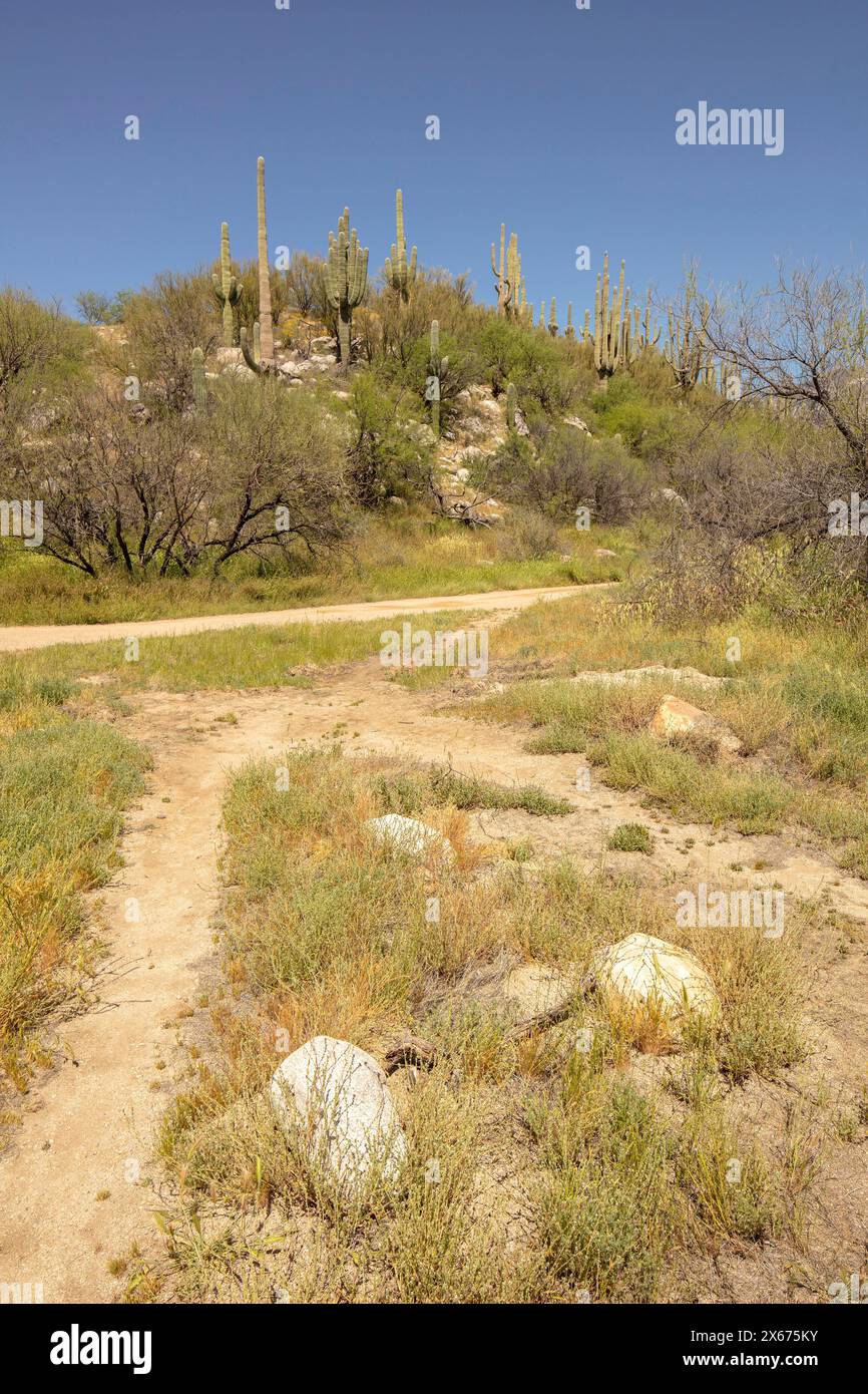 The wide open space of the glorious Catalina State Park, Oro Valley ...