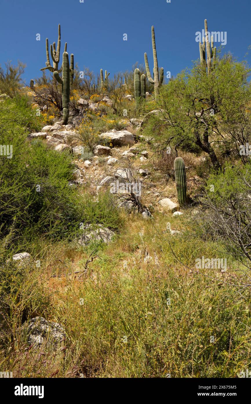 The wide open space of the glorious Catalina State Park, Oro Valley ...
