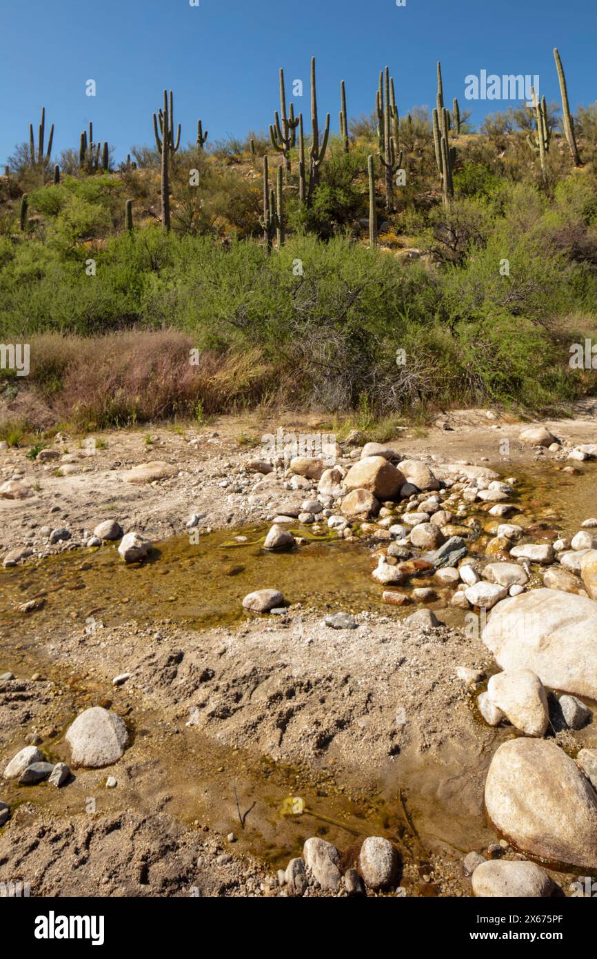 The wide open space of the glorious Catalina State Park, Oro Valley ...