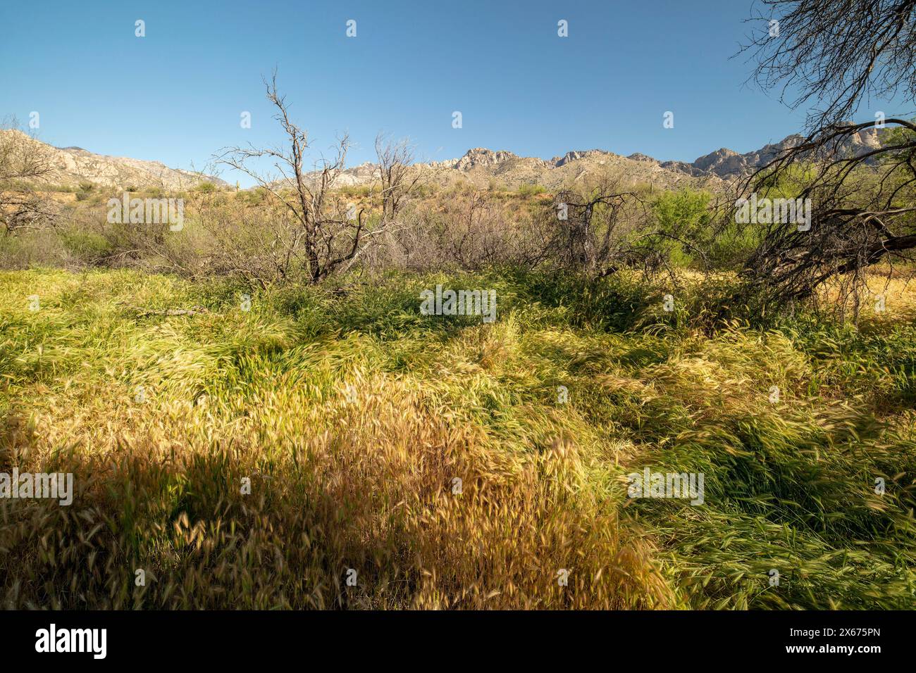 The wide open space of the glorious Catalina State Park, Oro Valley ...