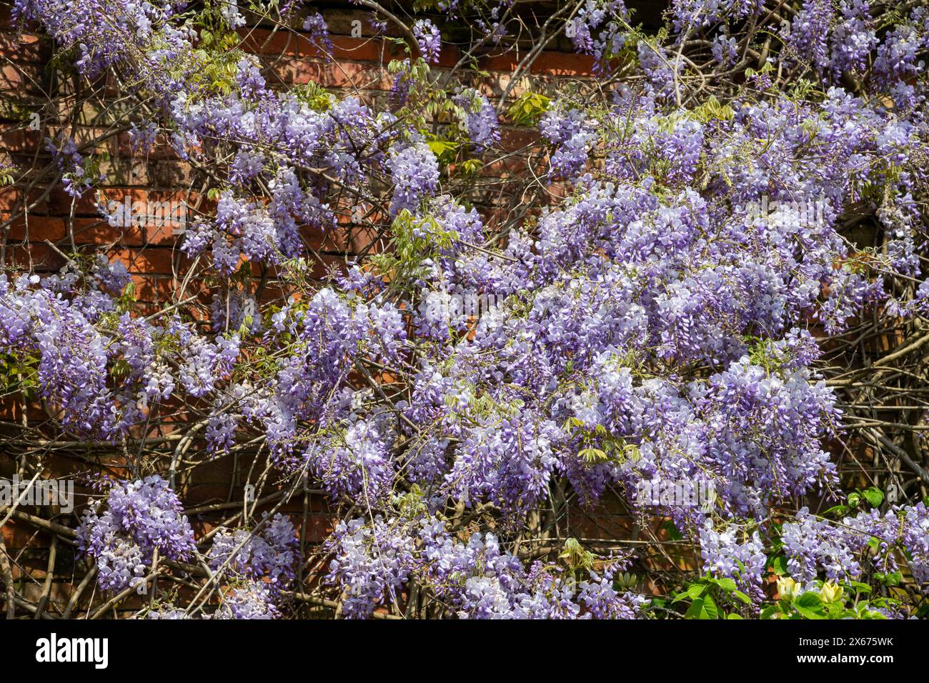 Mature Wisteria growing against an old brick wall and flowering in ...