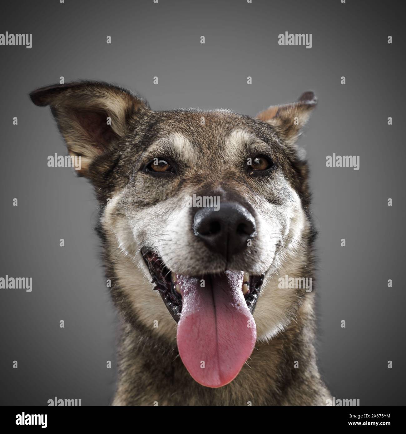 cute funny dog is the symbol of 2018, stuck out his tongue and smiles ...
