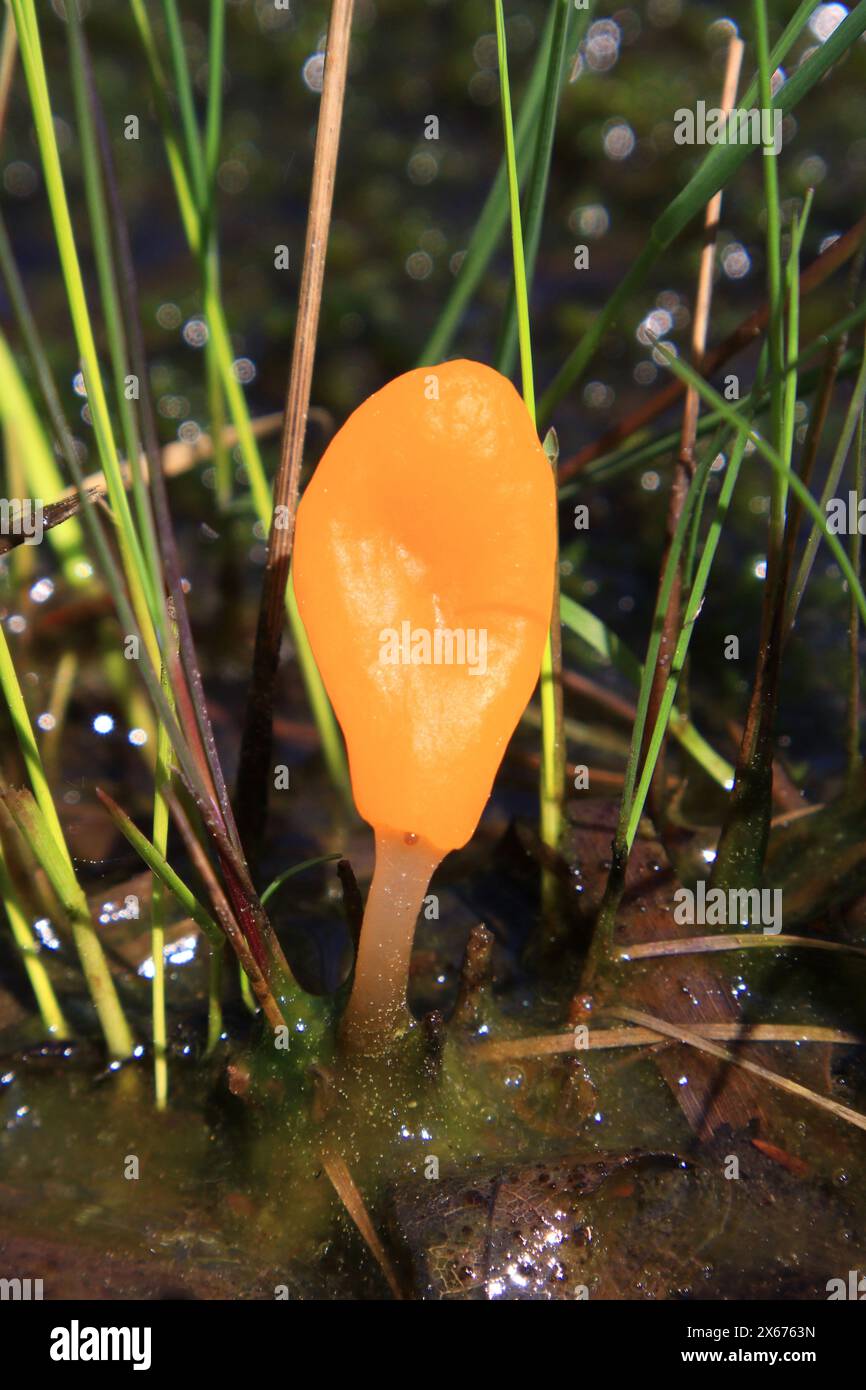 Bog or Swamp Beacon Fungus growing in springtime at the New Forest ...