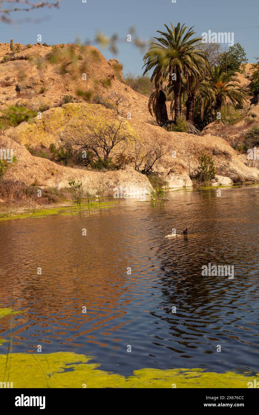 Water in the desert; large lake with some algae, in the wider landscape ...
