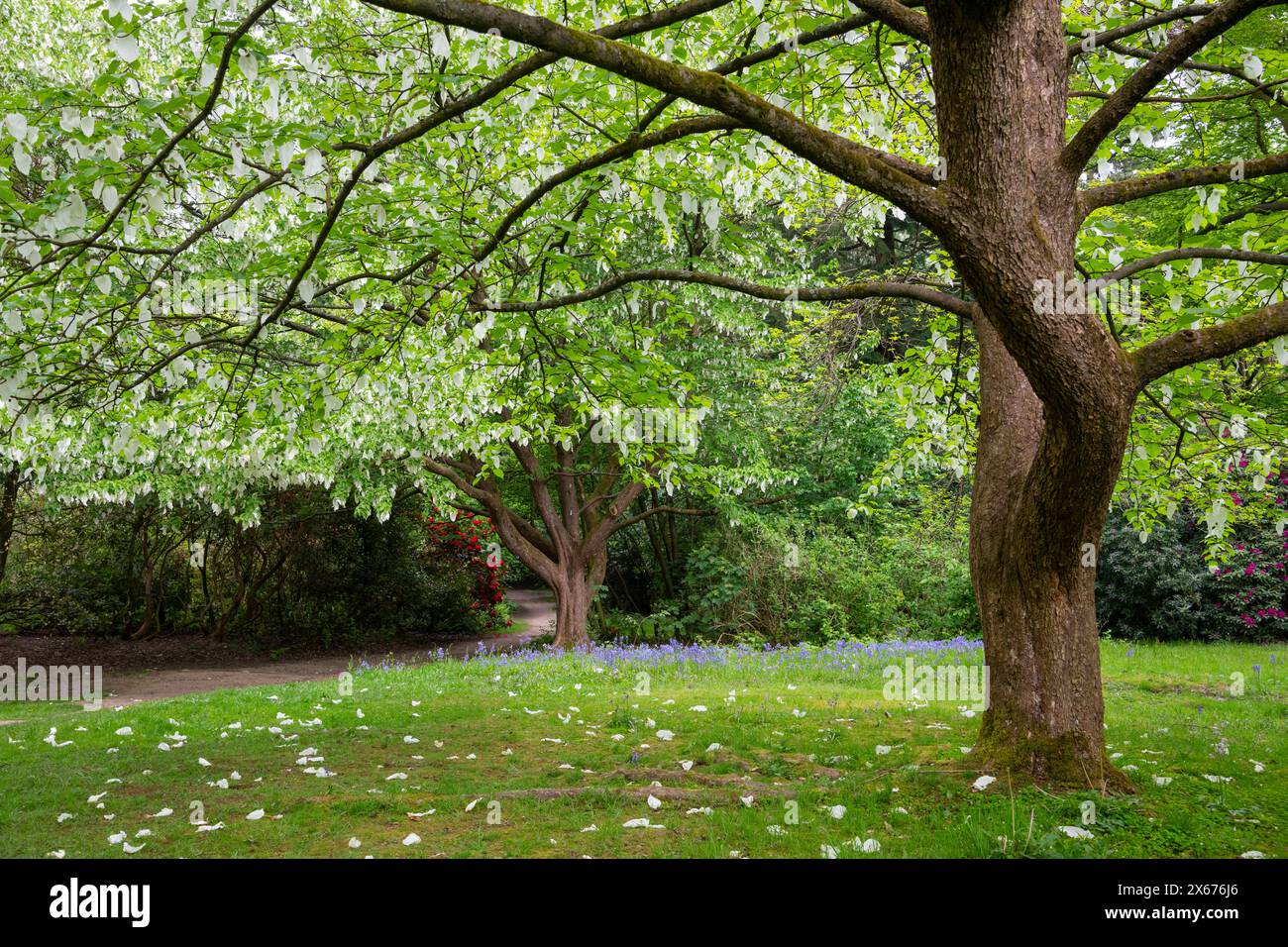 Davidia Involucrata also known as the Handkerchief Tree with white ...