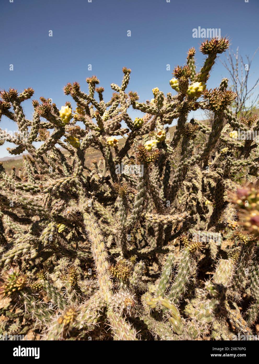 Natural close up flowering plant portrait of Smooth chain-fruit Cholla ...