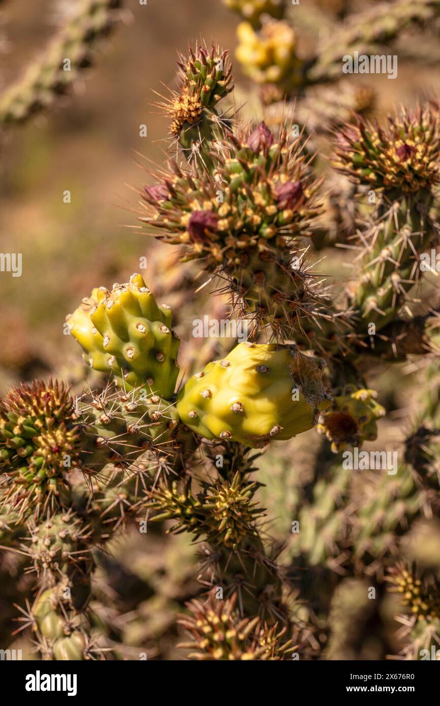 Natural close up flowering plant portrait of Smooth chain-fruit Cholla ...