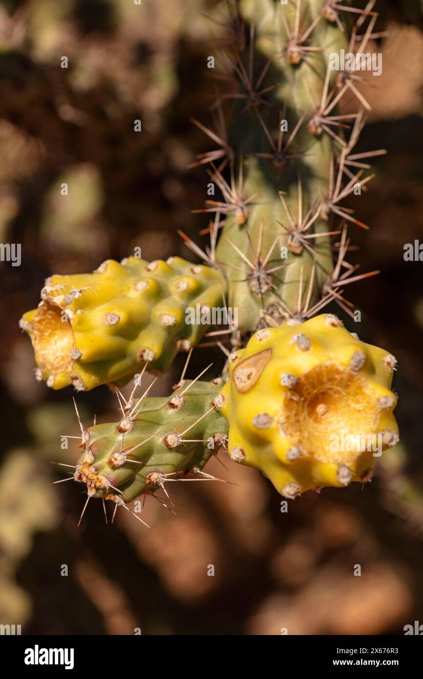 Natural close up flowering plant portrait of Smooth chain-fruit Cholla ...