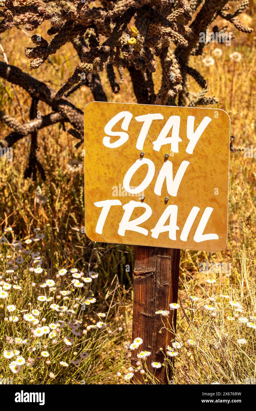 Natural close up flowering plant portrait of Smooth chain-fruit Cholla ...