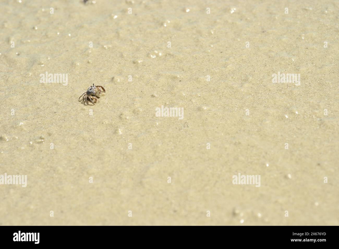 Tropical crabs on Tanzania beach running and digging holes under the ...