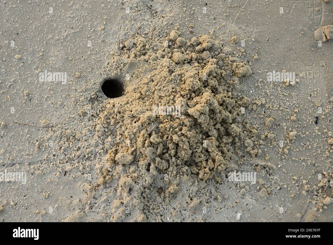 Tropical crabs on Tanzania beach running and digging holes under the ...