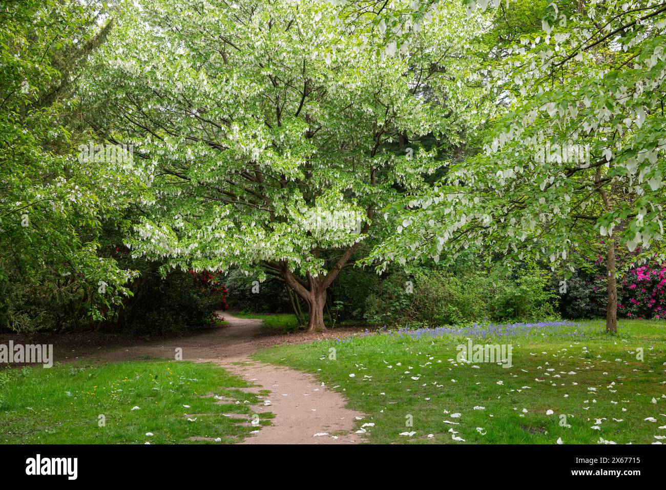 Davidia Involucrata also known as the Handkerchief Tree with white ...