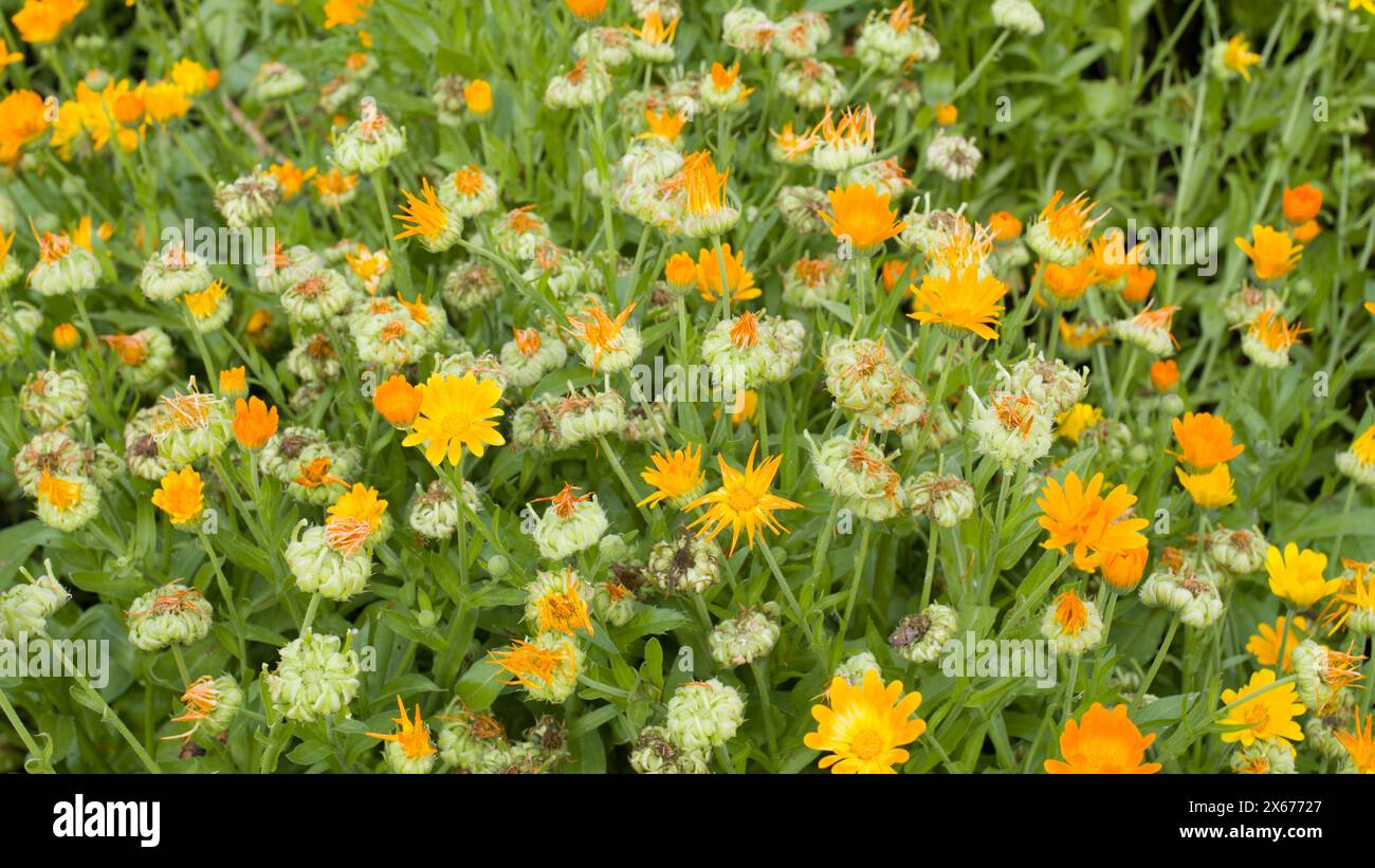 Group of calendula flowers and faded flower heads with calendula seeds ...