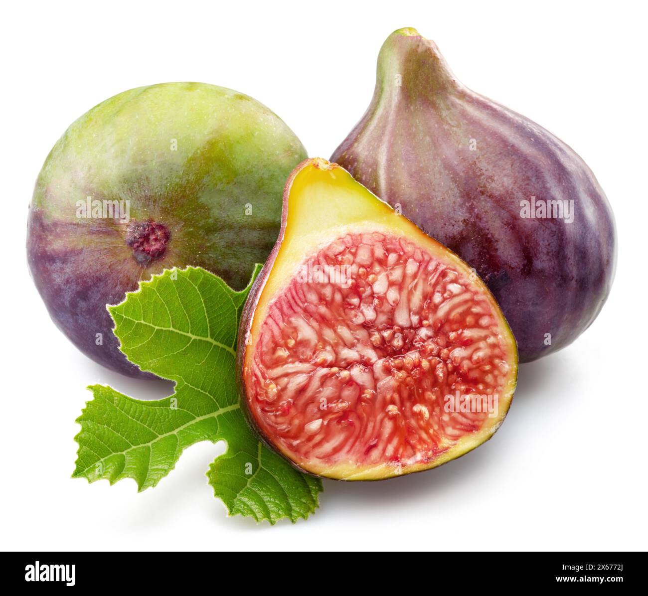 Fig leaf cross section Cut Out Stock Images & Pictures - Alamy
