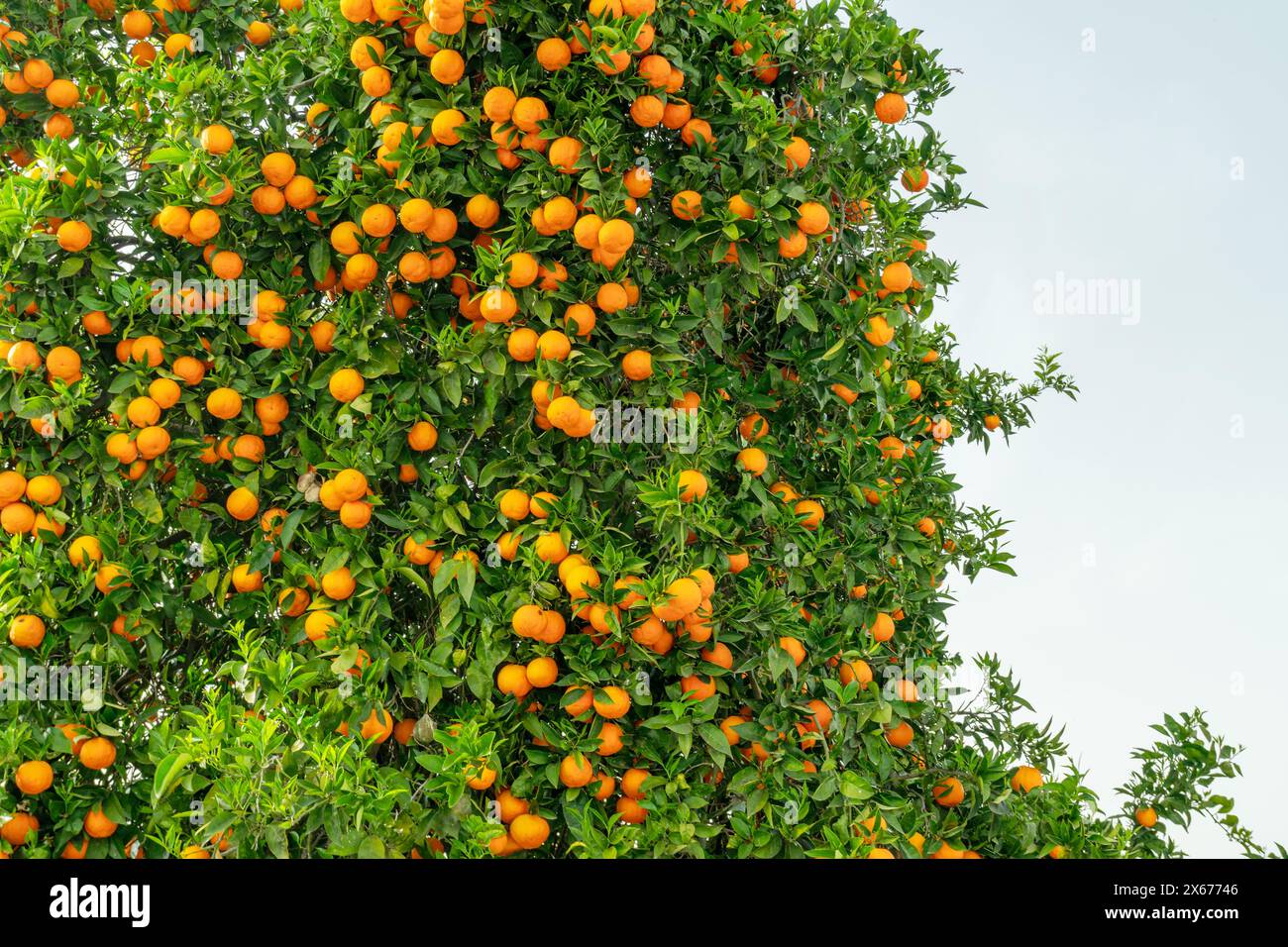 Orange tree or citrus sinensis almost covered with oranges. Great ...