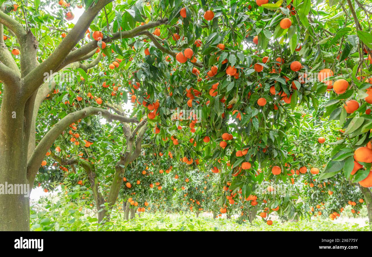 Tangerine tree or Citrus tangerina completely covered with ripe fruits ...