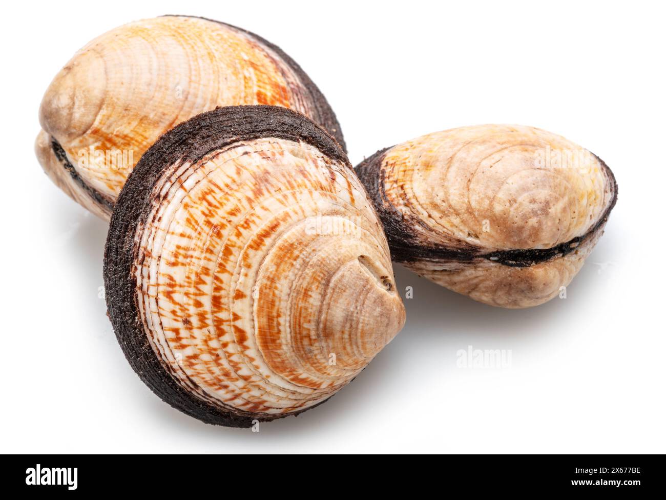 Edible raw clams isolated on white background. Delicacy food Stock ...
