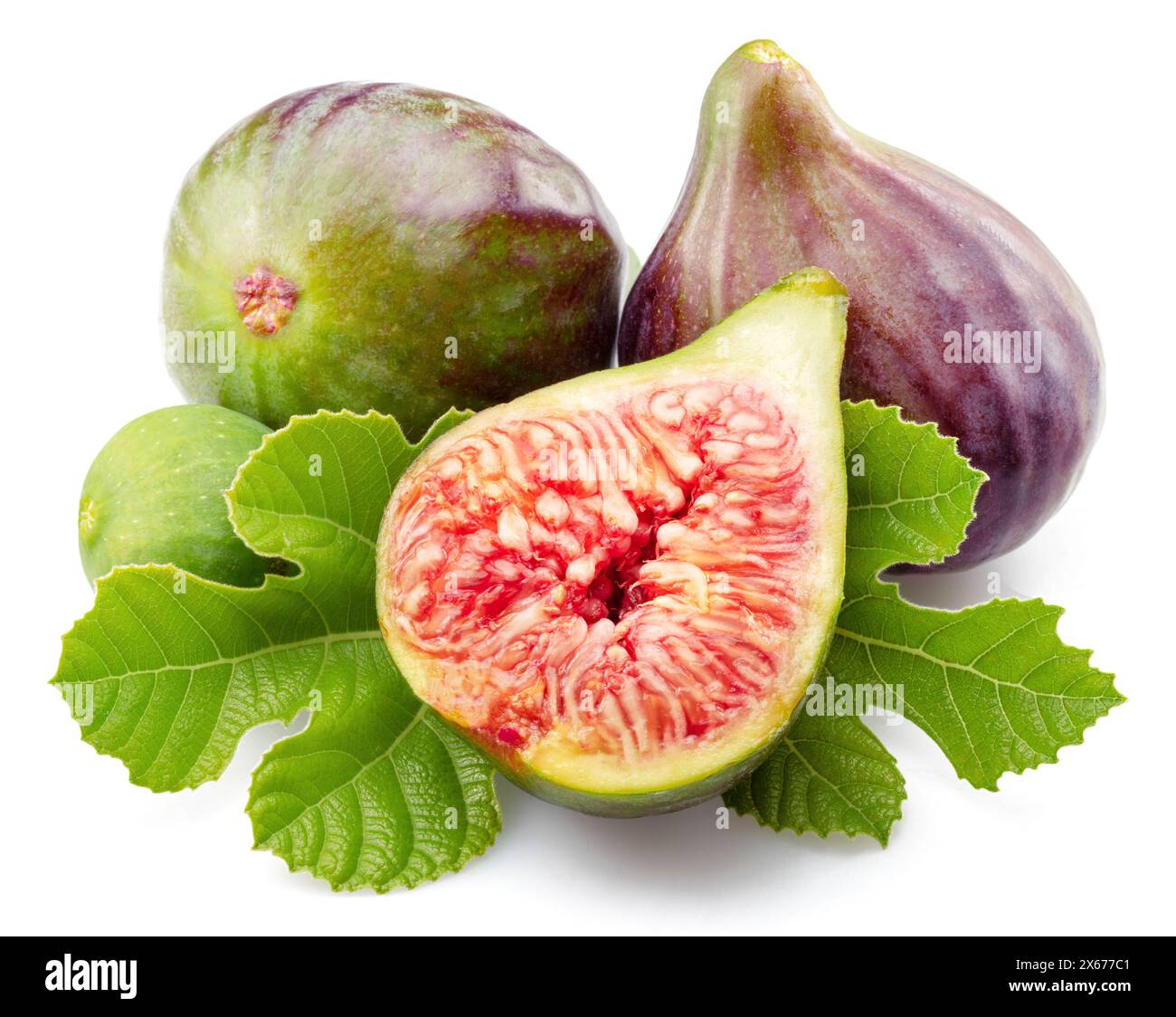 Fig leaf cross section Cut Out Stock Images & Pictures - Alamy