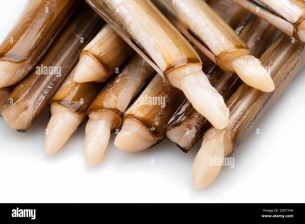 Edible raw razor clams isolated on white background. Delicacy food ...