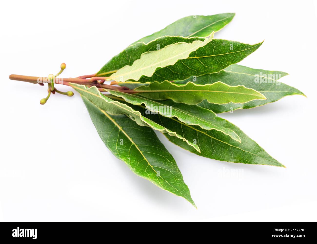 Bunch of green fresh bay leaves isolated on white background. Bay ...