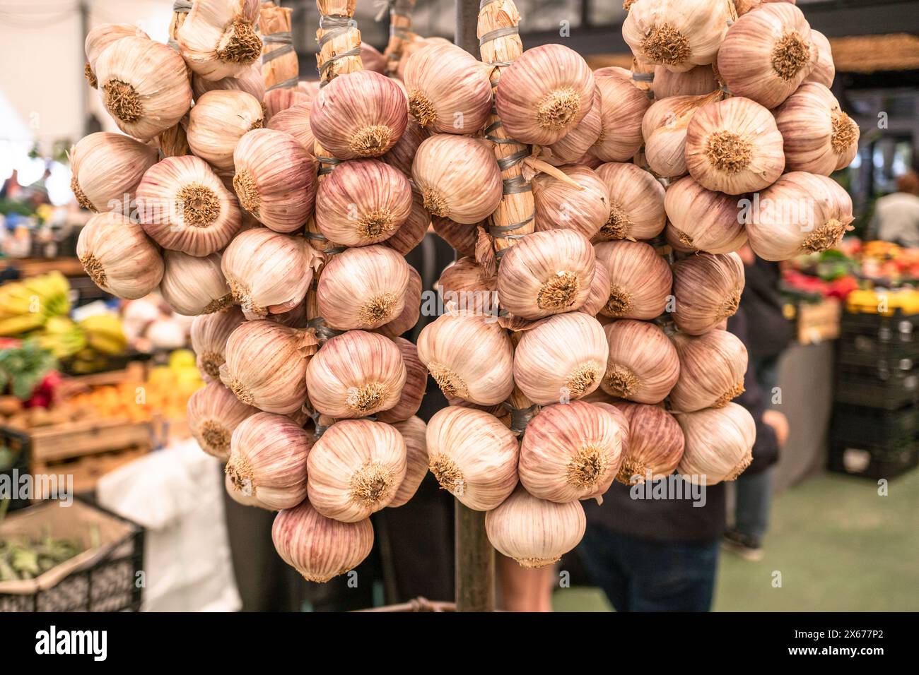 Strings of garlic bulbs hanging in the farm market. Food background ...