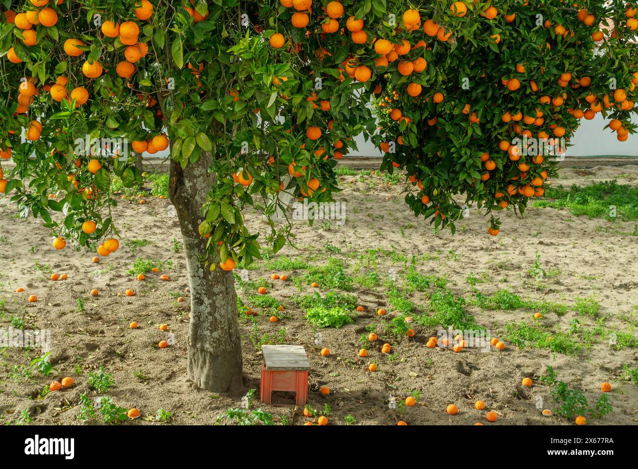 Orange tree or citrus sinensis almost covered with oranges. Great ...