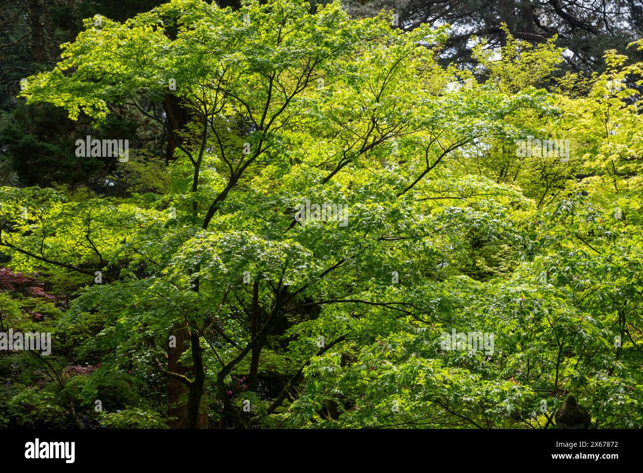 Spring sunlight making the new foliage of a Japanese Acer with pale ...