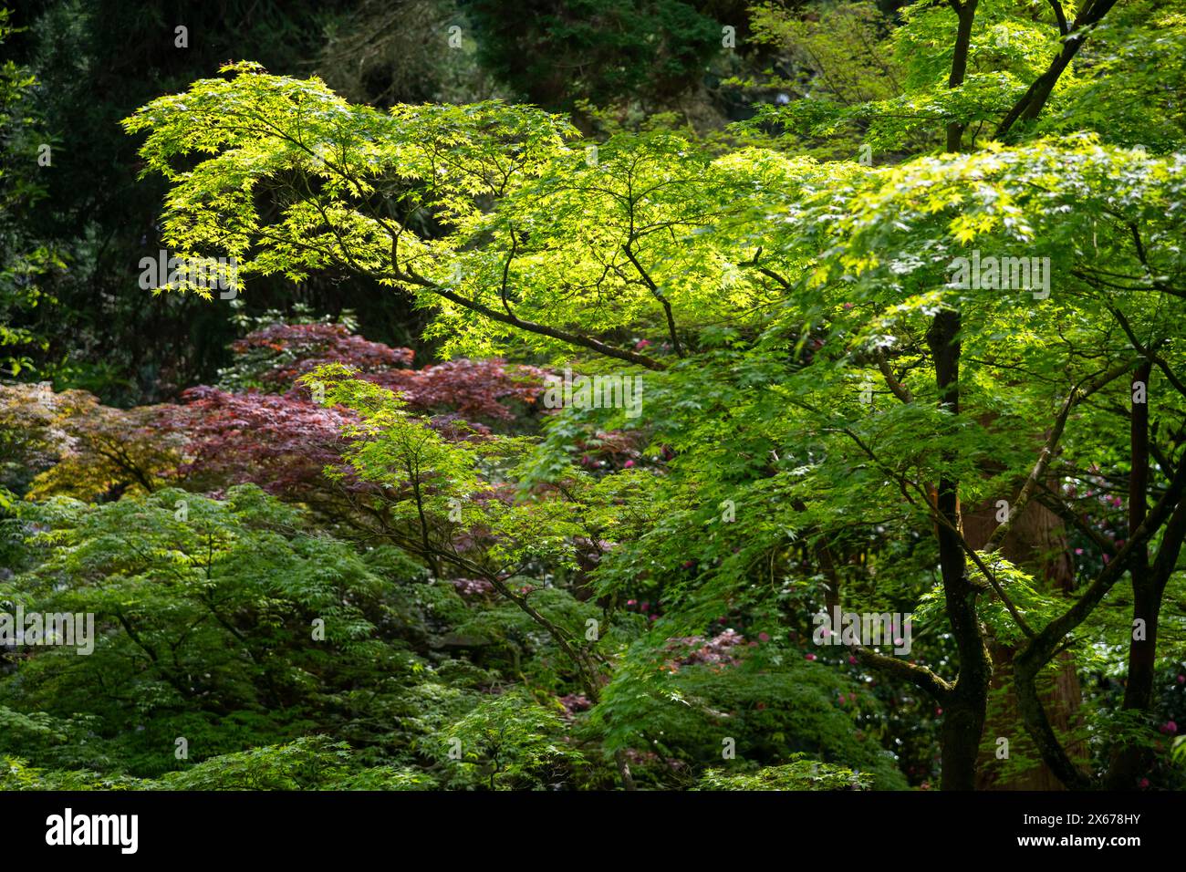 Spring sunlight making the new foliage of a Japanese Acer with pale ...