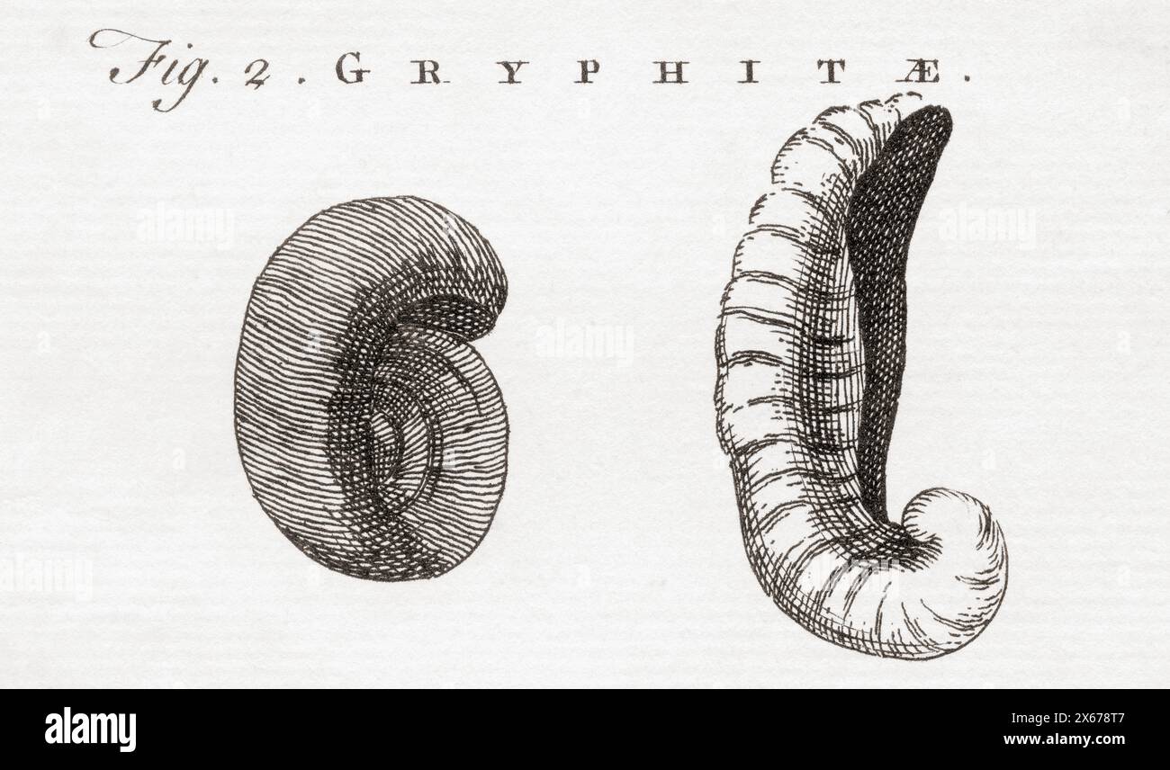 18th century engraving by T Jefferys of Gryphitae, a shell of the genus ...