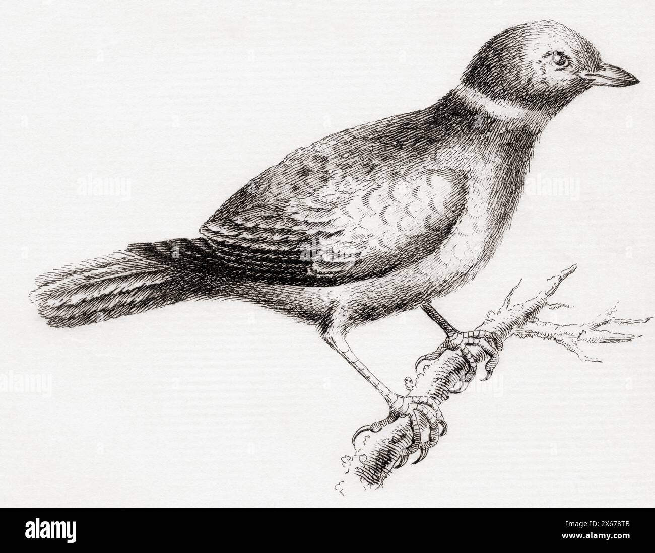 Picture of a finch hi-res stock photography and images - Alamy