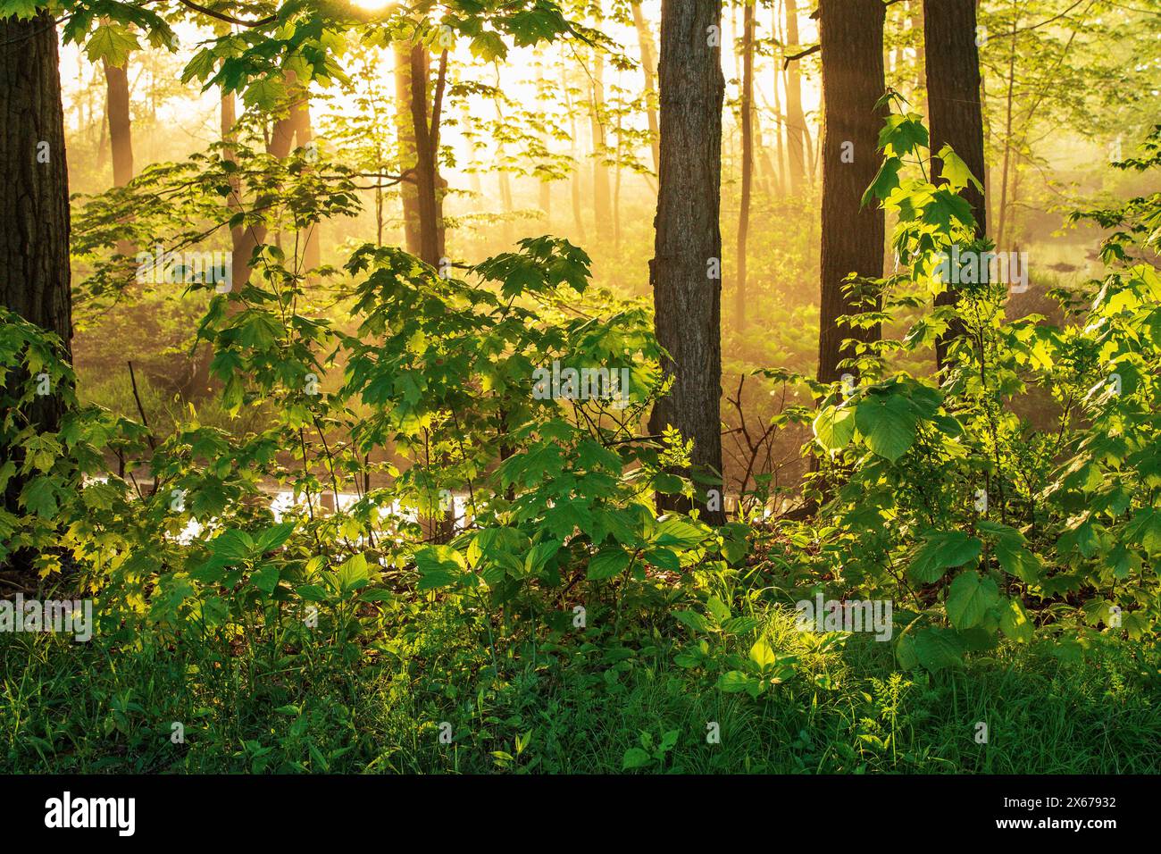 Picturesque sunrise in upstate New York Stock Photo - Alamy