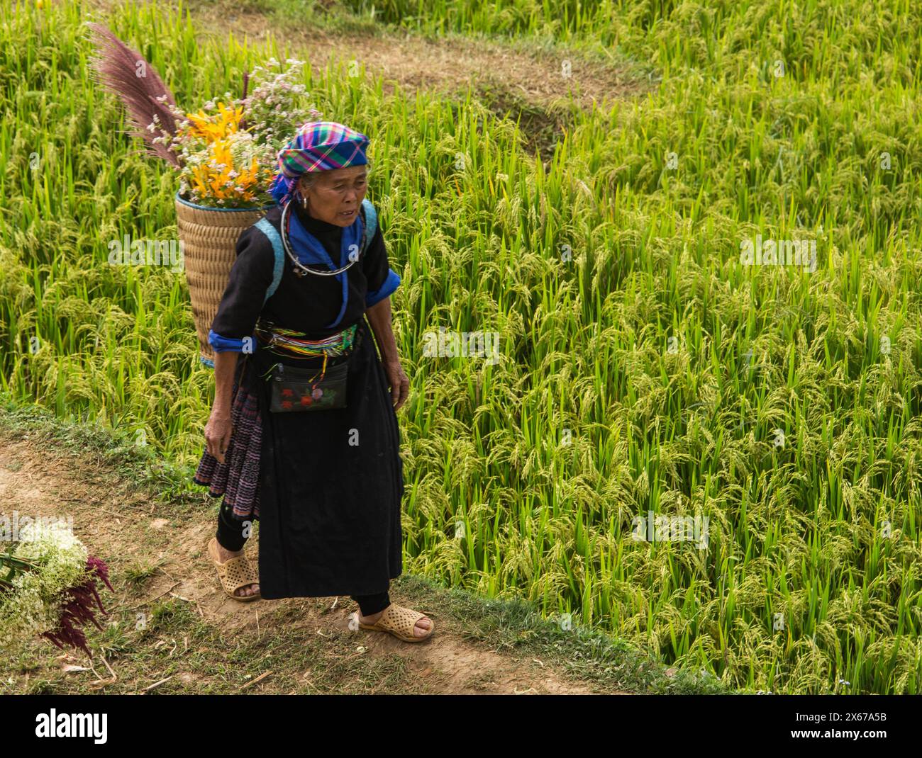 Flower Hmong women in the rice terraces of Mu Cang Chai, Yen Bai ...