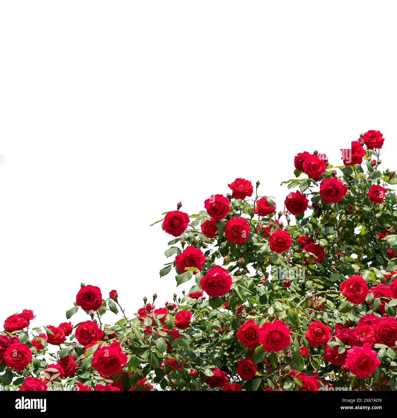 Red rose border frame hi-res stock photography and images - Alamy