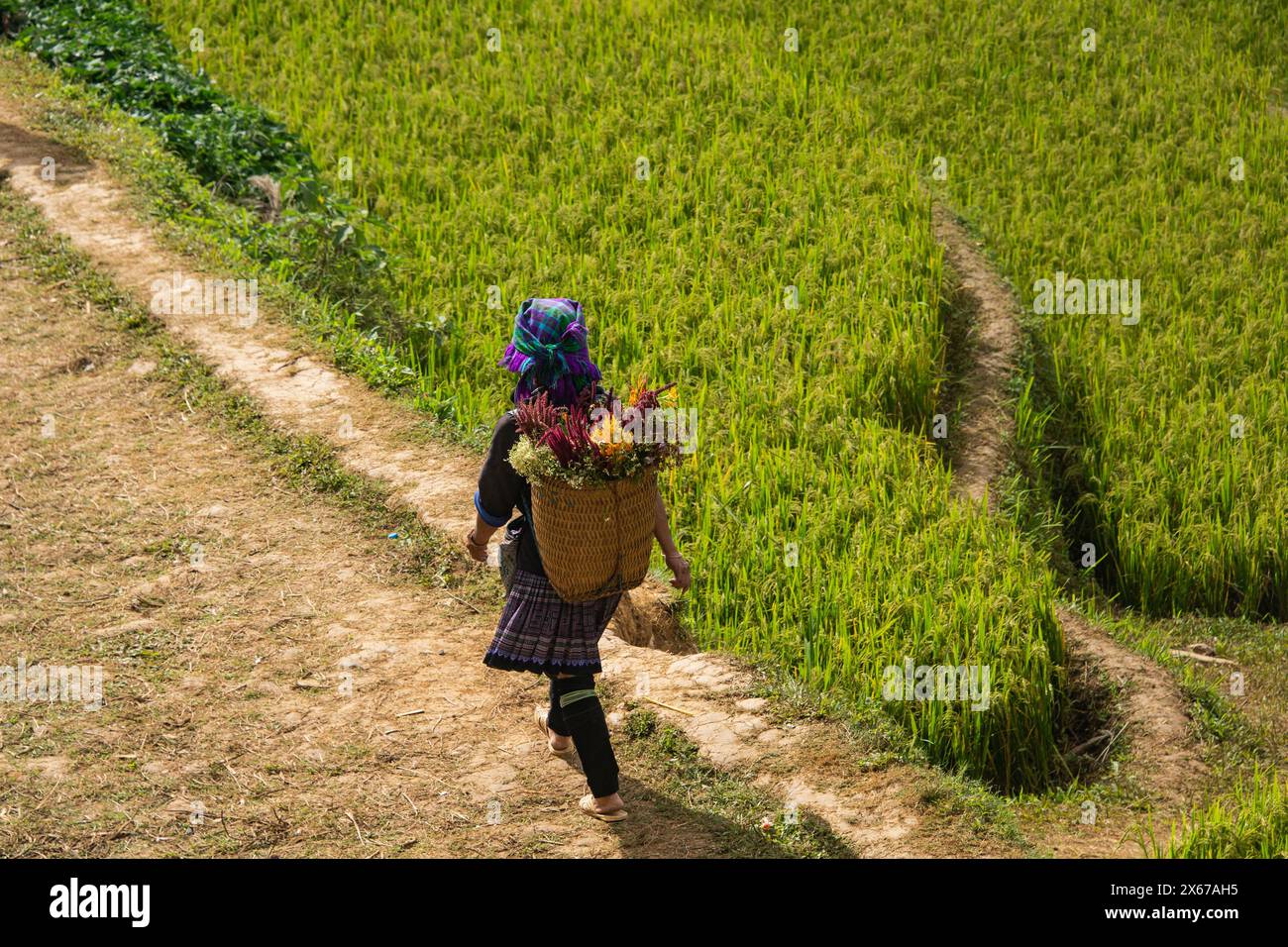 Flower Hmong women in the rice terraces of Mu Cang Chai, Yen Bai ...