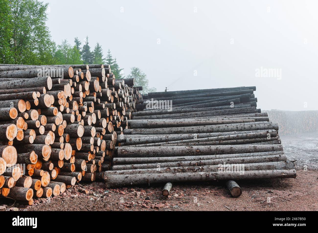A collection of logs neatly piled on top of each other in a forest ...