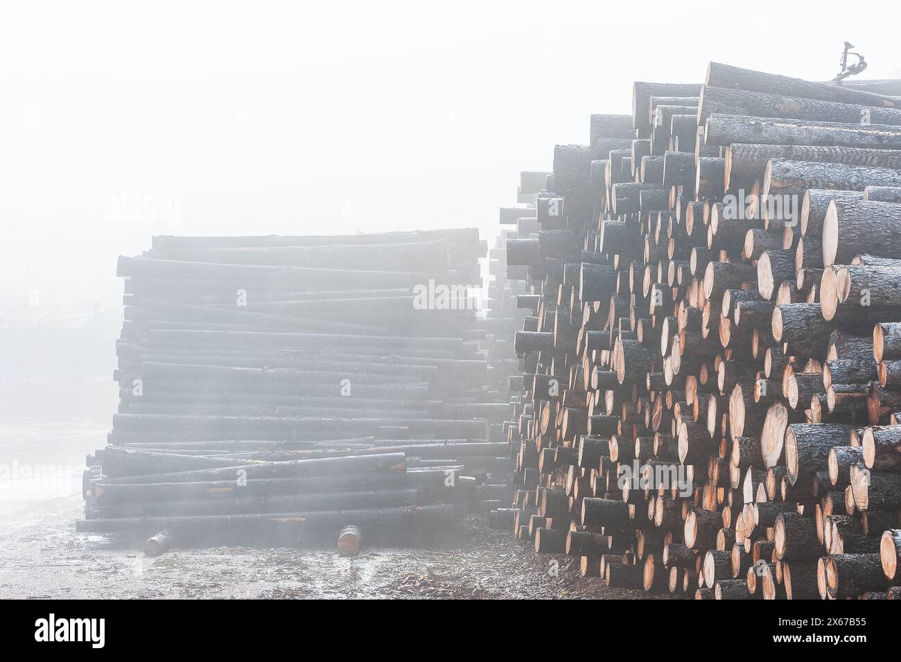 A collection of timber logs piled up on the ground, surrounded by thick ...